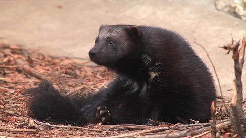 Amazing Glutton Male Lying On Cream Stock Footage Video (100% Royalty ...