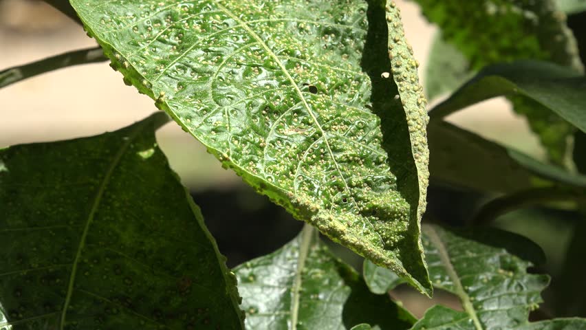 infected plants diseased leaves foliage nature Stock Footage Video (100 ...