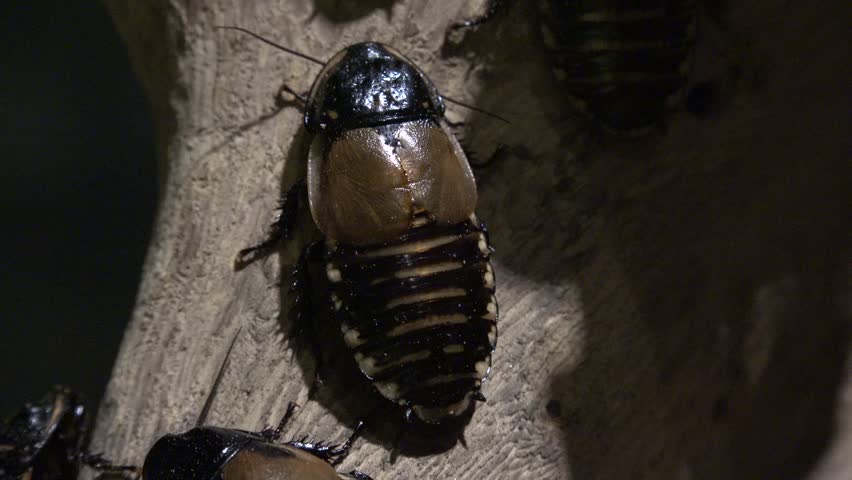 cockroaches roaches insects nature Stock Footage Video (100% Royalty ...
