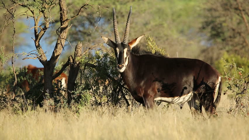 male sable antelope hippotragus niger natural Stock Footage Video (100% ...