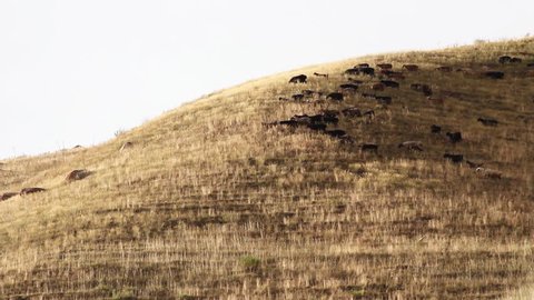 Stereogram Illusion Elephants Lions Hidden 3d Stock Illustration 578740963