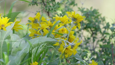 Closeup Picture Arrowleaf Groundsel Yellowstone National Stock Footage ...