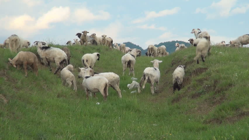 young sheep playing on field flock Stock Footage Video (100% Royalty ...