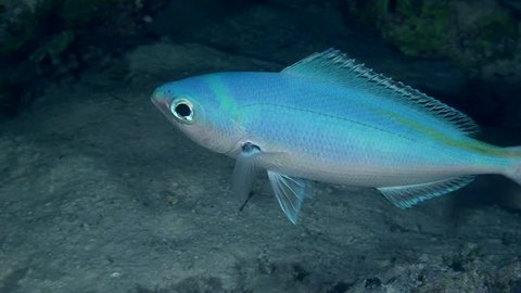 Marine Fish Suez Fusilier Caesio Suevica Stock Footage Video (100% ...