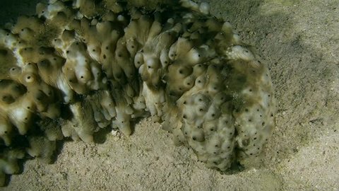Variegated Sea Cucumber Stichopus Variegatus Turns Stock Footage Video ...