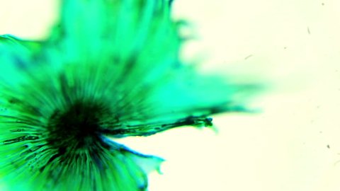 Cactus Pollen Under Microscope Stellatopilosus Wm Stock Footage Video ...