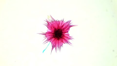 Cactus Pollen Under Microscope Stellatopilosus Wm Stock Footage Video ...