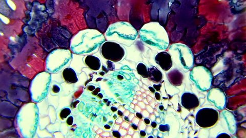 Cross section leaf under microscope Stock Video Footage - 4K and HD ...