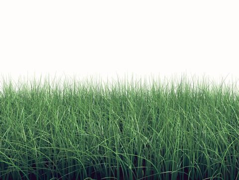 Green Grass Moving Wind Stock Footage Video (100% Royalty-free) 888487 ...