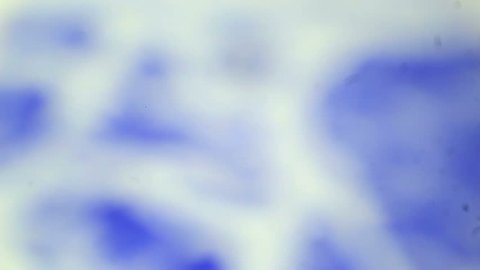 Slice Testis Cat Under Microscope Testis Stock Footage Video (100% ...