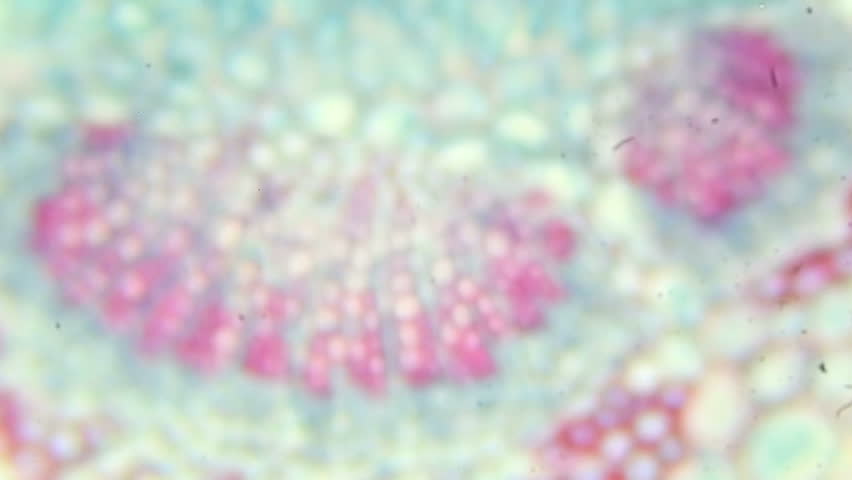 winter jasmine leaf under microscope s Stock Footage Video (100% ...