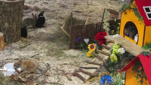 Rabbits Having Fun Paddock Stock Footage Video (100% Royalty-free ...