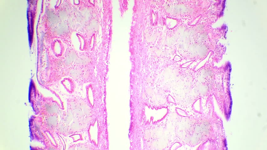 clam gill under microscope s full Stock Footage Video (100% Royalty ...