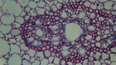 Crosssection Stem Winter Jasmine Under Microscope Stock Footage Video ...