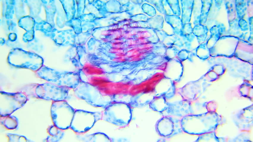 cross-section leaf winter jasmine under microscope: วิดีโอสต็อก (ปลอด ...