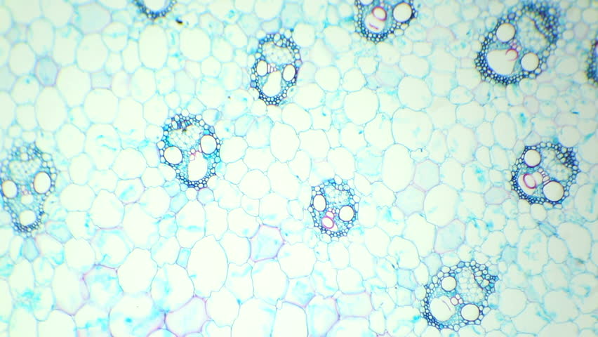 stalk cereal cross-section under microscope corn: video stock (100% ...