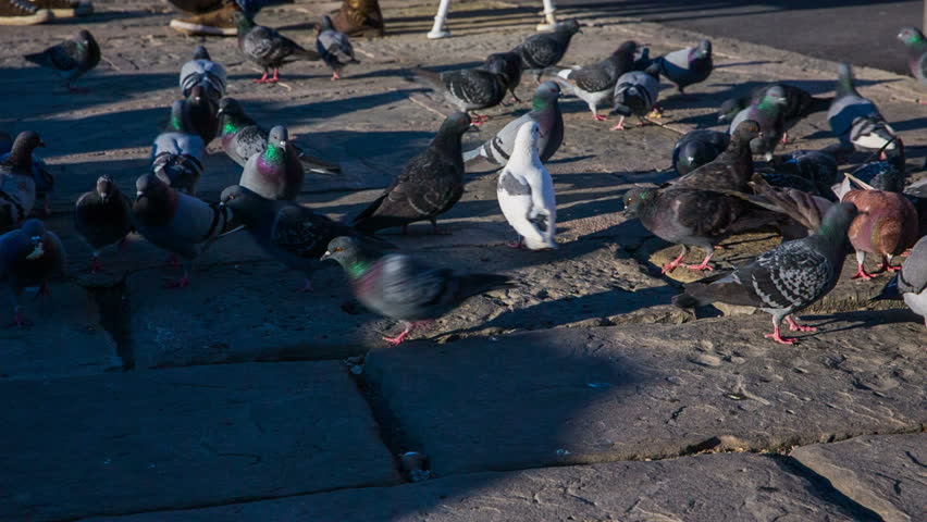 pigeons gathering big group on ground Stock Footage Video (100% Royalty ...