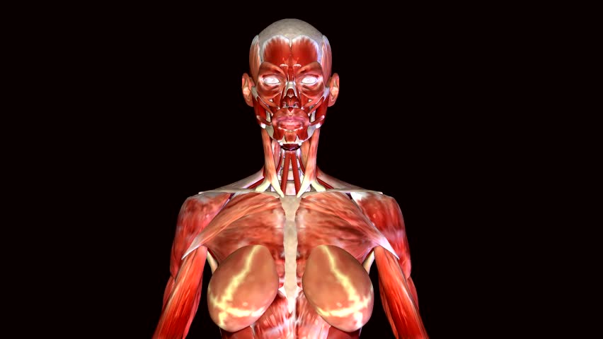 female skeleton muscle Stock Footage Video (100% Royalty-free) 8901982 ...