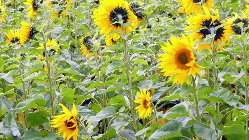 Zoom Shot of Blooming Sunflower Stock Footage Video (100% Royalty-free ...