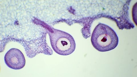 Slice Tomato Fruits Under Microscope Tomato Stock Footage Video (100% ...