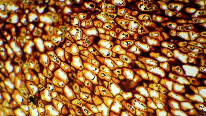 plasmodesmata slice under microscope plasmodesma sec: วิดีโอสต็อก (ปลอด ...
