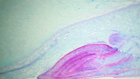 Endosperm Seed Cereal Under Microscope Corn Stock Footage Video (100% ...