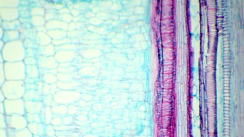 Longitudinal Section Stem Pumpkin Under Microscope Stock Footage Video ...