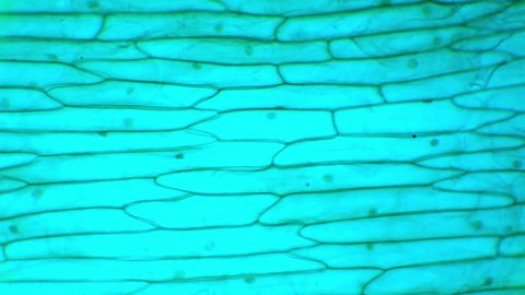 Alliuma Epidermis Under Microscope Allium Seale Stock Footage Video ...