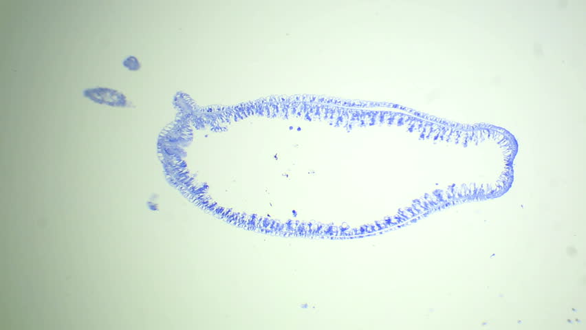 longitudinal section hydra under microscope s Stock Footage Video (100% ...