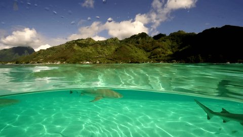 Half Under Water Split Shot Sharks Stock Footage Video (100% Royalty ...