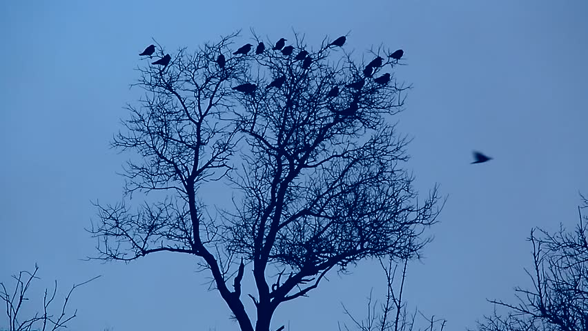 flock birds flying against tree Stock Footage Video (100% Royalty-free ...
