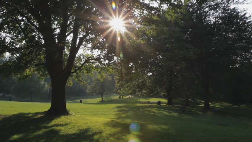 big beautiful green tree park sun Stock Footage Video (100% Royalty ...