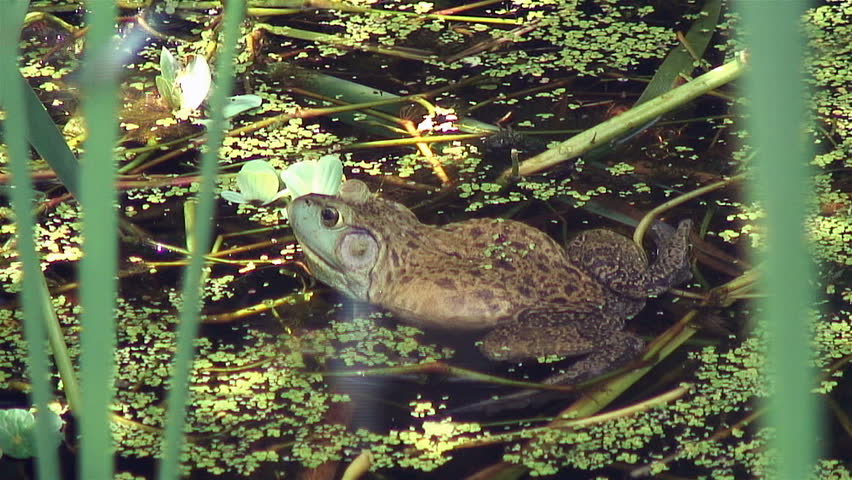 Side View of Bullfrog with Stock Footage Video (100% Royalty-free ...