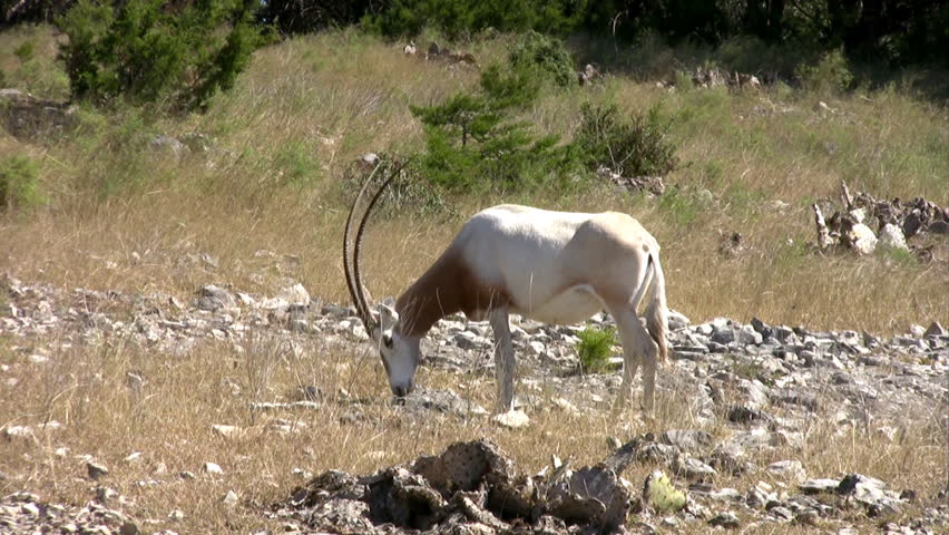 video african scimitar horned oryx standing Stock Footage Video (100% ...