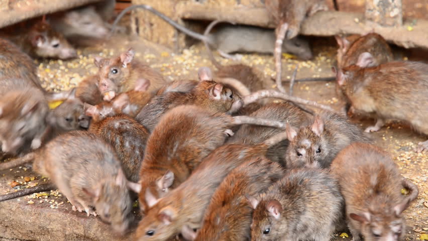 Large Group of Rats Running Stock Footage Video (100% Royalty-free ...