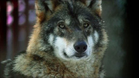 eurasian scandinavian grey wolf piercing eyes Stock Footage Video (100% ...
