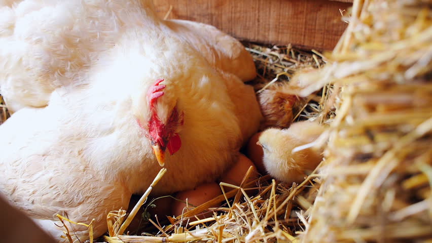 Baby Chickens Being Hatched. Stock Footage Video (100% Royalty-free ...