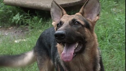 German Shepherd Dog Wags Its Tail