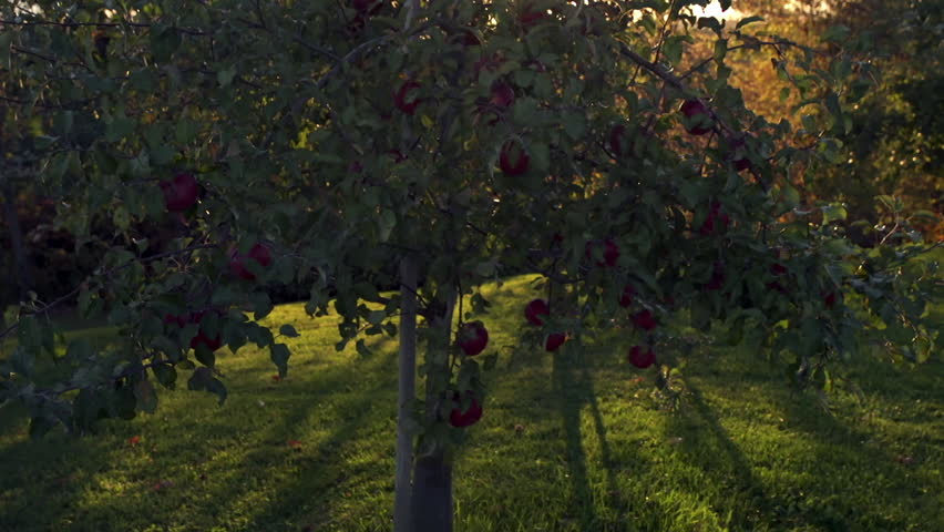 An Apple Tree Blowing in Stock Footage Video (100% Royalty-free ...
