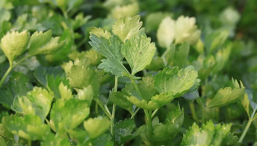 Celery Field Macro Shot in Stock Footage Video (100% Royalty-free ...