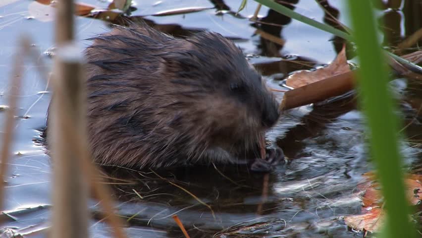 Muskrat Eats Grass in the Stock Footage Video (100% Royalty-free ...