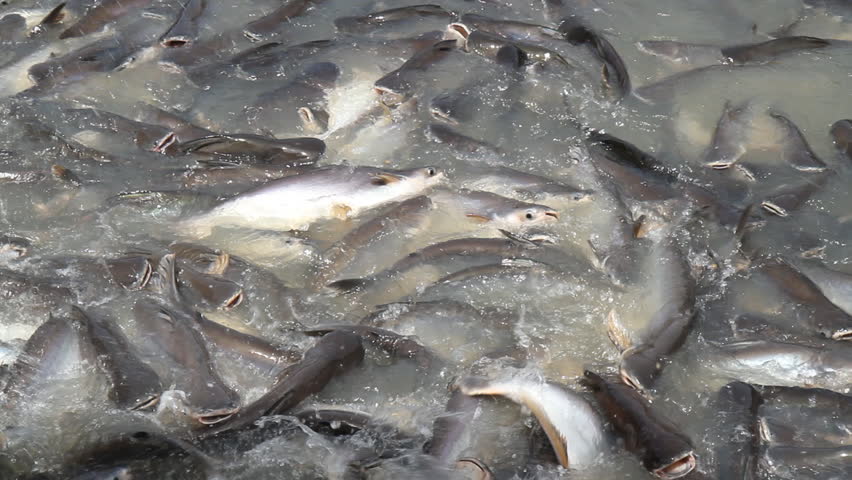 many pangasius fish chao phraya river Stock Footage Video (100% Royalty ...
