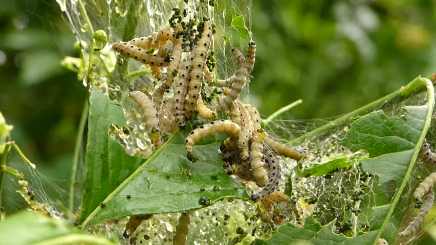 Caterpillar Disaster Stock Footage Video (100% Royalty-free) 9021778 ...