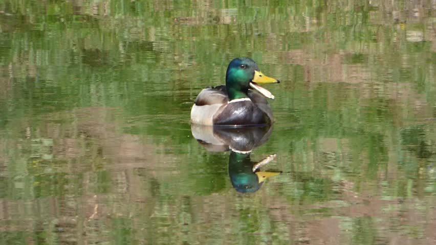 Drake Floating Over Pond Surface Stock Footage Video (100% Royalty-free ...