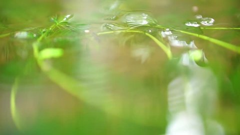 Spring Video Background Light Effects Animated Stock Footage Video (100 ...