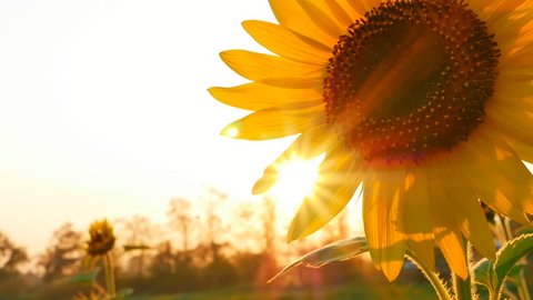 Sunflower Field During Sunset Tilt Down Stock Footage Video (100% ...