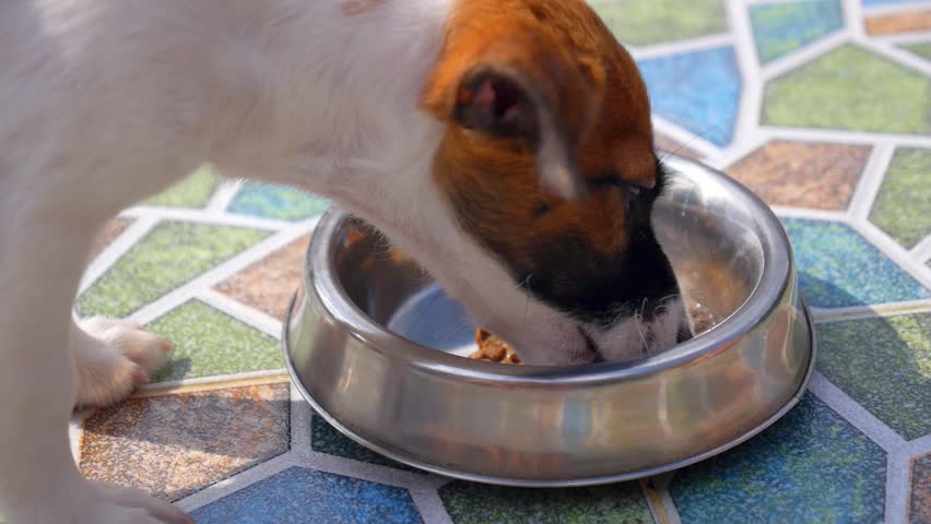 cute hungry puppy eating dog food Stock Footage Video (100% Royalty ...