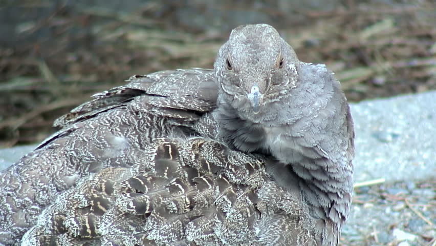 fat grouse grooming yosemite national park Stock Footage Video (100% ...