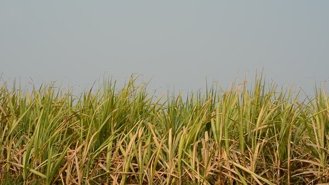 Sugar Cane Field Blue Sky Background Stock Footage Video (100% Royalty ...