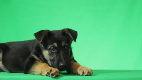 Playful German Shepherd Puppy Lying On Stock Footage Video (100% ...